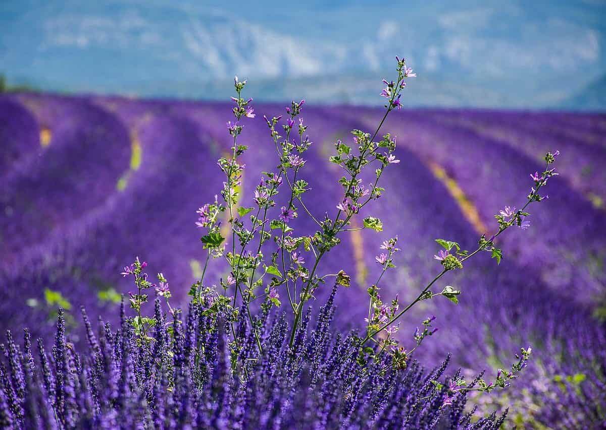 15 Landmarks in France to Visit on Your Next Trip