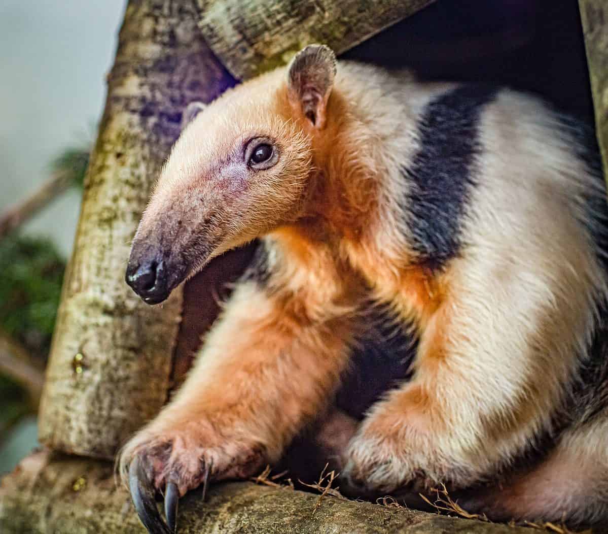 The 12 Best Zoos in Europe to Add to Your Bucketlist in 2024