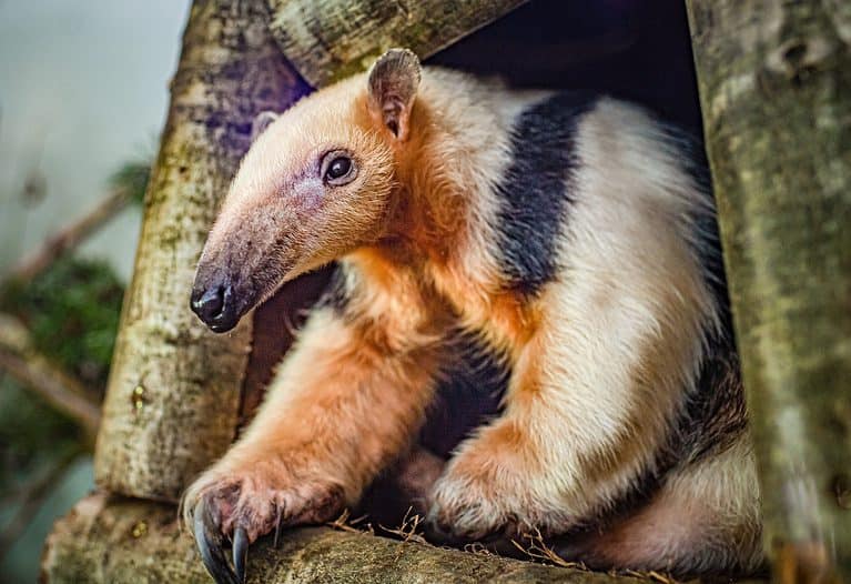 The 12 Best Zoos in Europe to Add to Your Bucketlist in 2024