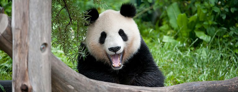 The 12 Best Zoos in Europe to Add to Your Bucketlist in 2024